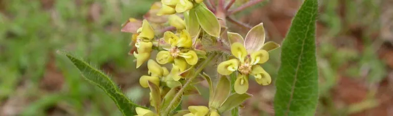 Contrayerba - Farmacias Knop