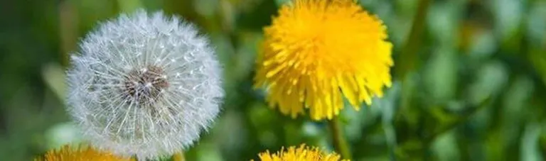 Diente de león - Farmacias Knop