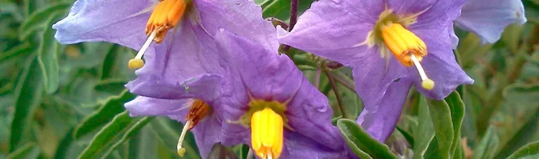 Natre - Farmacias Knop