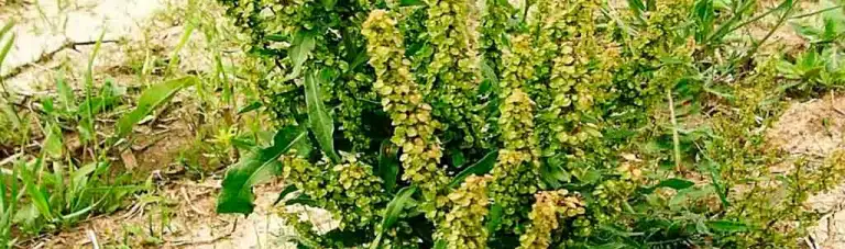 Romaza - Farmacias Knop