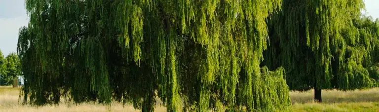 Sauce amargo / Sauce chileno - Farmacias Knop