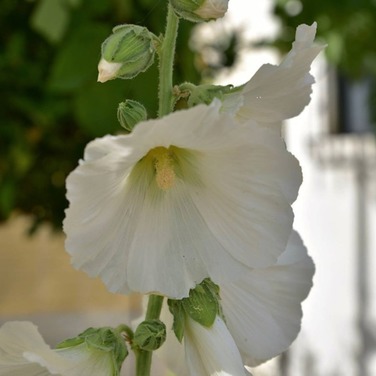 Malva Real Blanca - Semilla Austral
