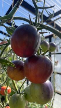 Tomate bosque azul - Semilla Austral