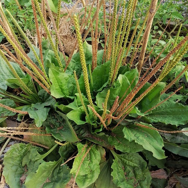 Llantén - Semilla Austral