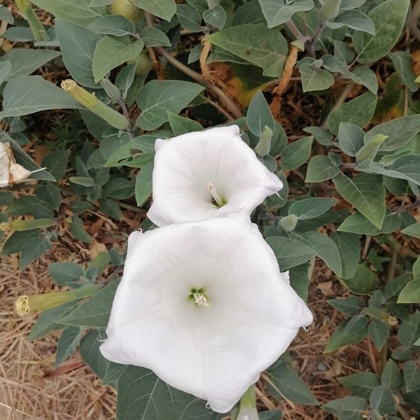 Chamico Europeo - Semilla Austral