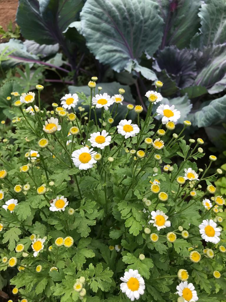 Artemisa - Semilla Austral